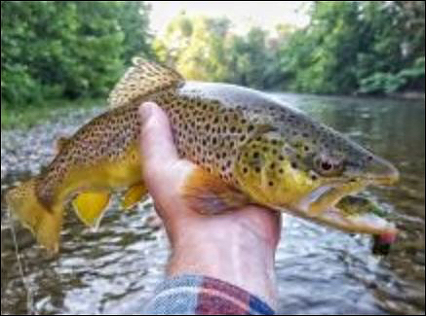 Miles Of Dead Fish | News, Sports, Jobs - Post Journal